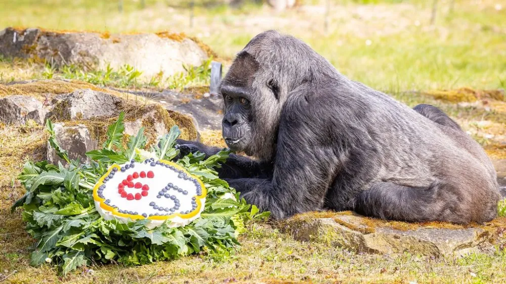 Gorilla News & Latest Pictures From Newsweek.com