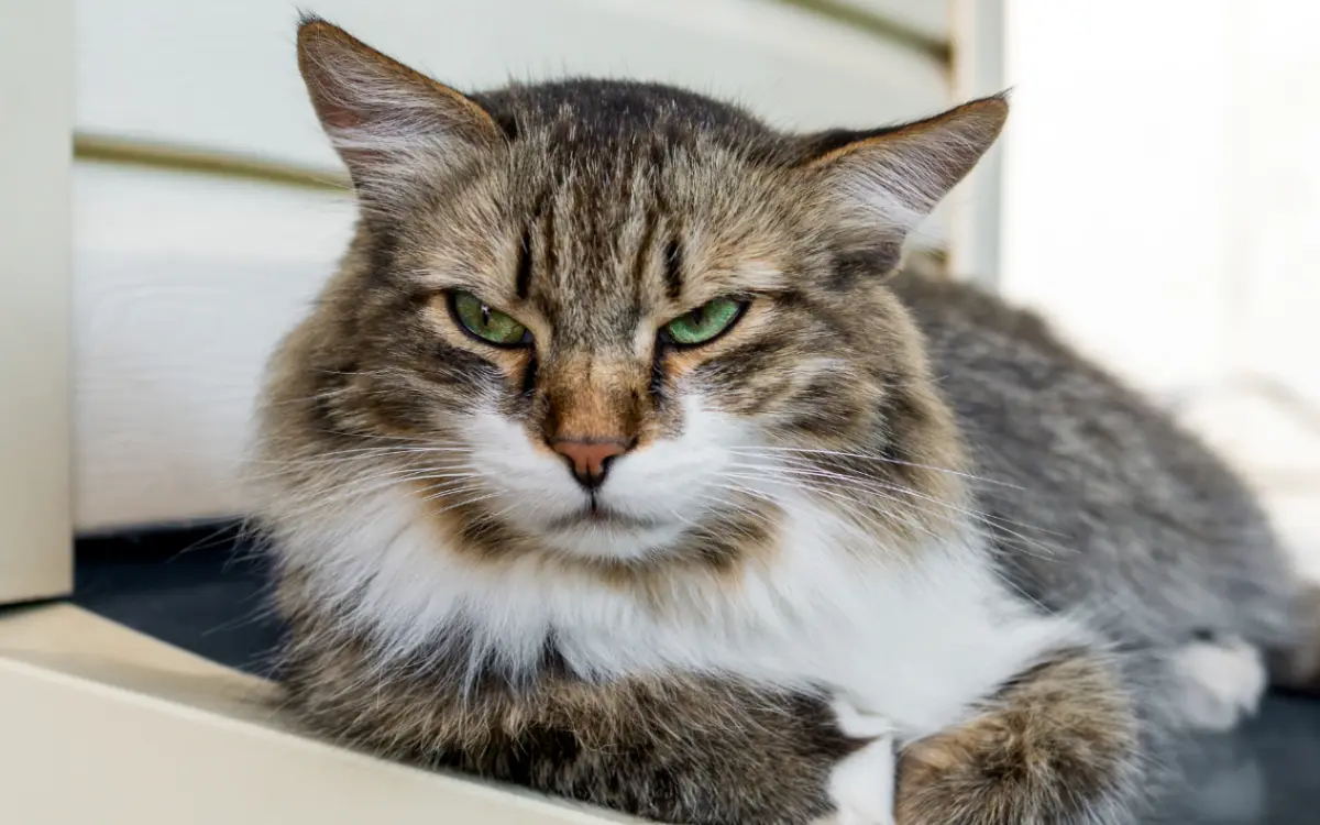 ‘They Judge so Hard’: Cat’s Hilarious Look of Disapproval Delights ...