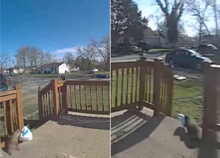 ‘Porch Pirate’: Groundhog Caught on Camera Hilariously Stealing Package ...