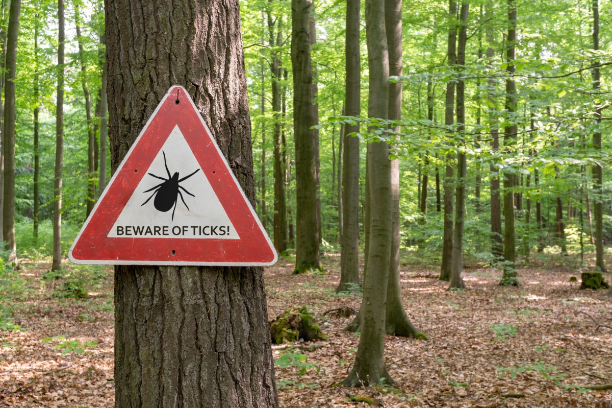 ‘That’s Insane’: Hack To Avoid Tick Bites While Gardening Amazes ...