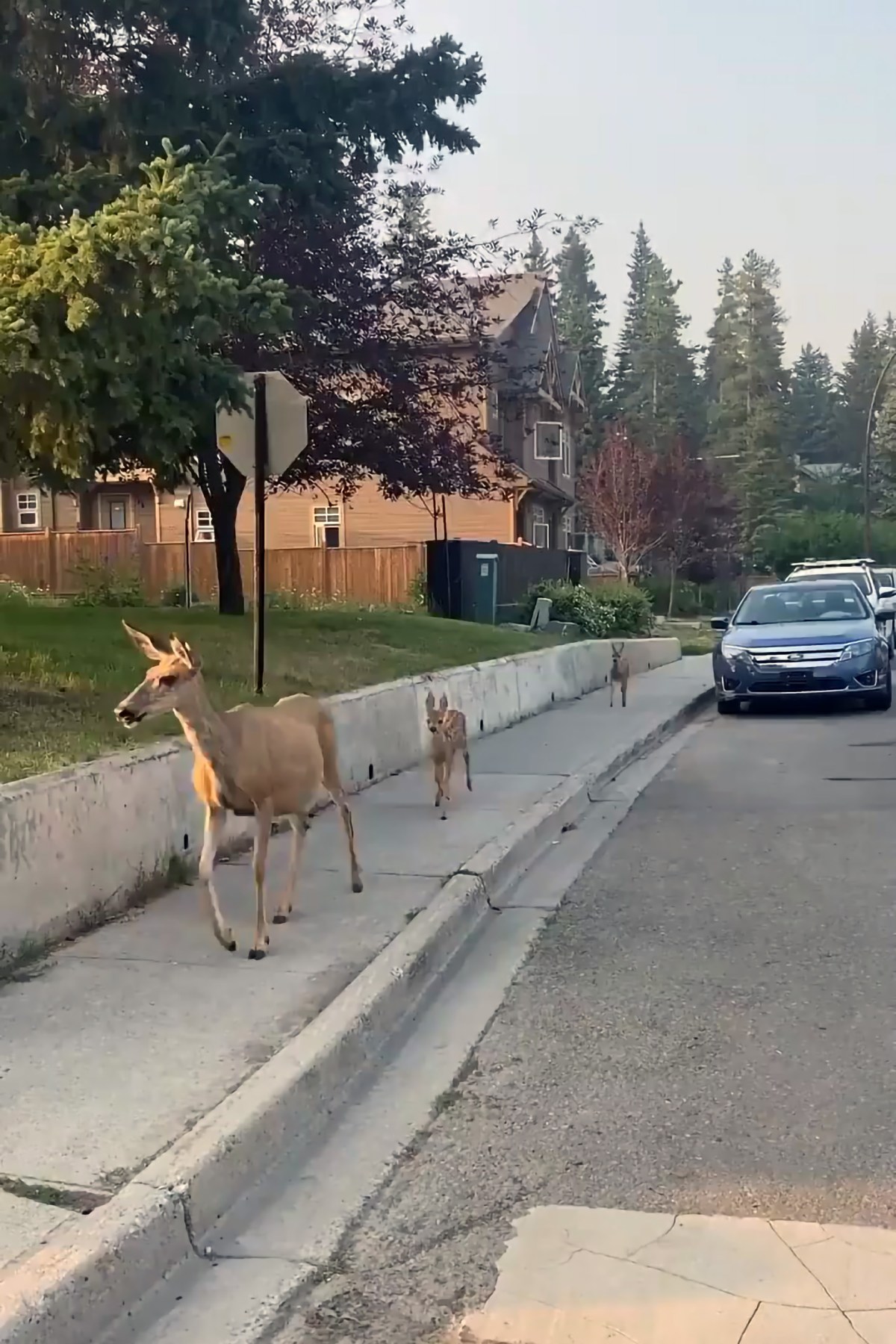 Watch: Bambi and Family Visit Canadian Resort Town - Newsweek