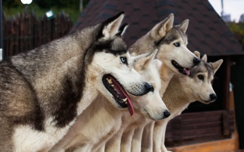 Can You Spot the Dog? Husky Hidden among Inflatables Baffles Internet ...