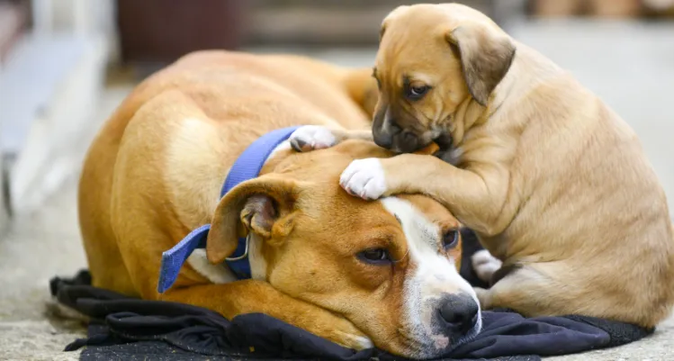 Dog’s Hilarious Reaction to Being Beaten up by New Puppy Delights ...