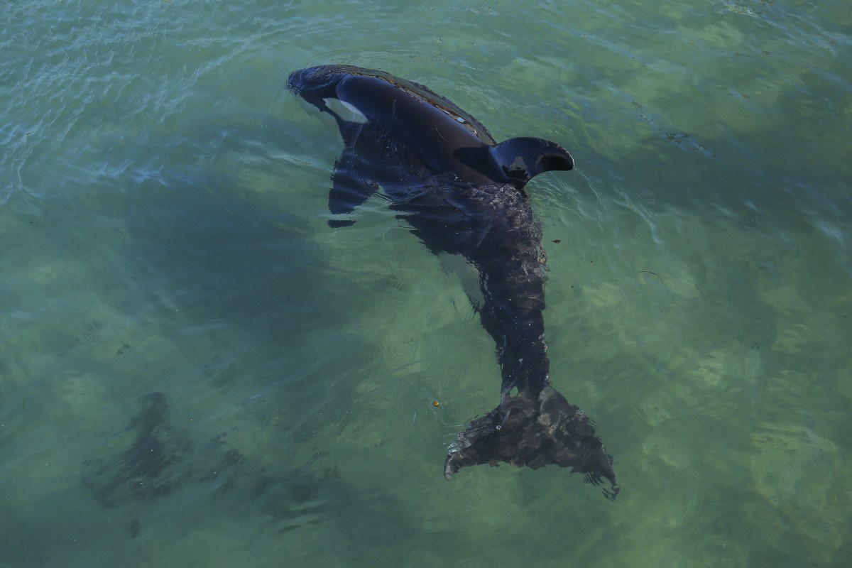 Dying Orca Trapped in Shallows For a Month Makes Miracle Recovery ...