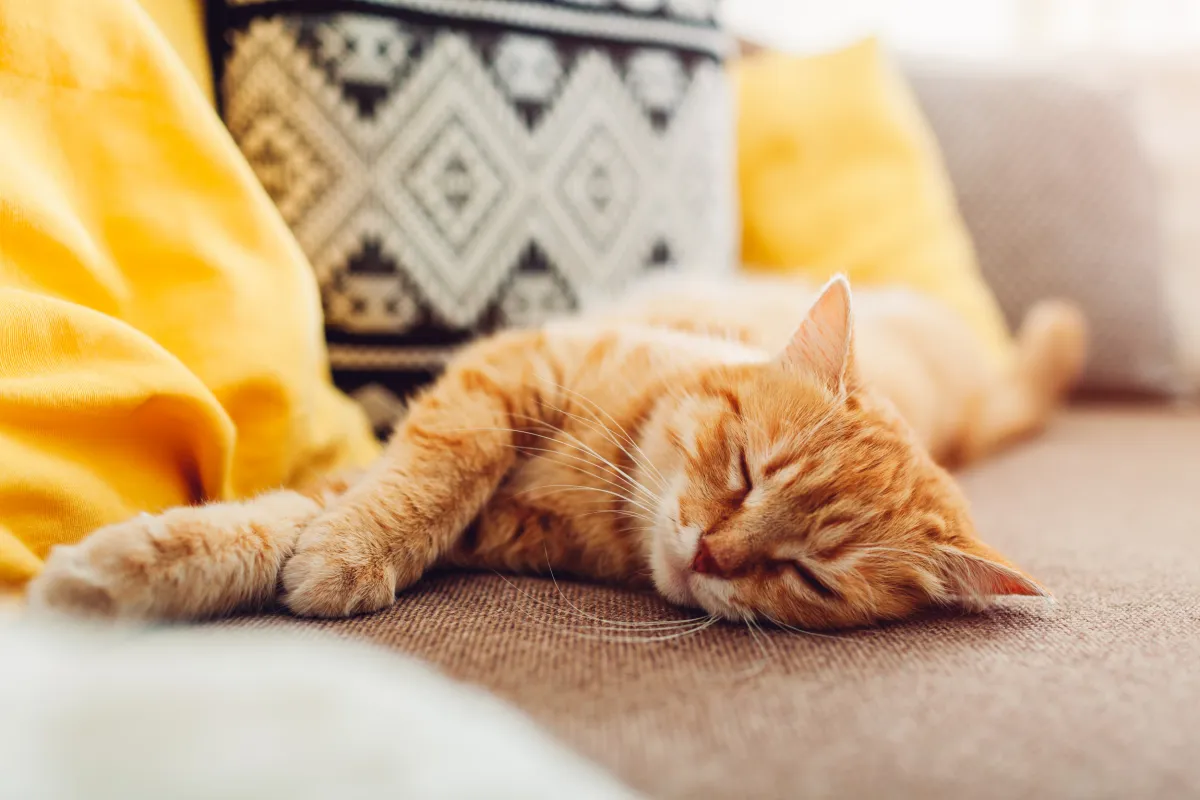 Optical Illusion of ‘Floating Cat’ Stuns Internet: ‘Puss-essed’ - Newsweek