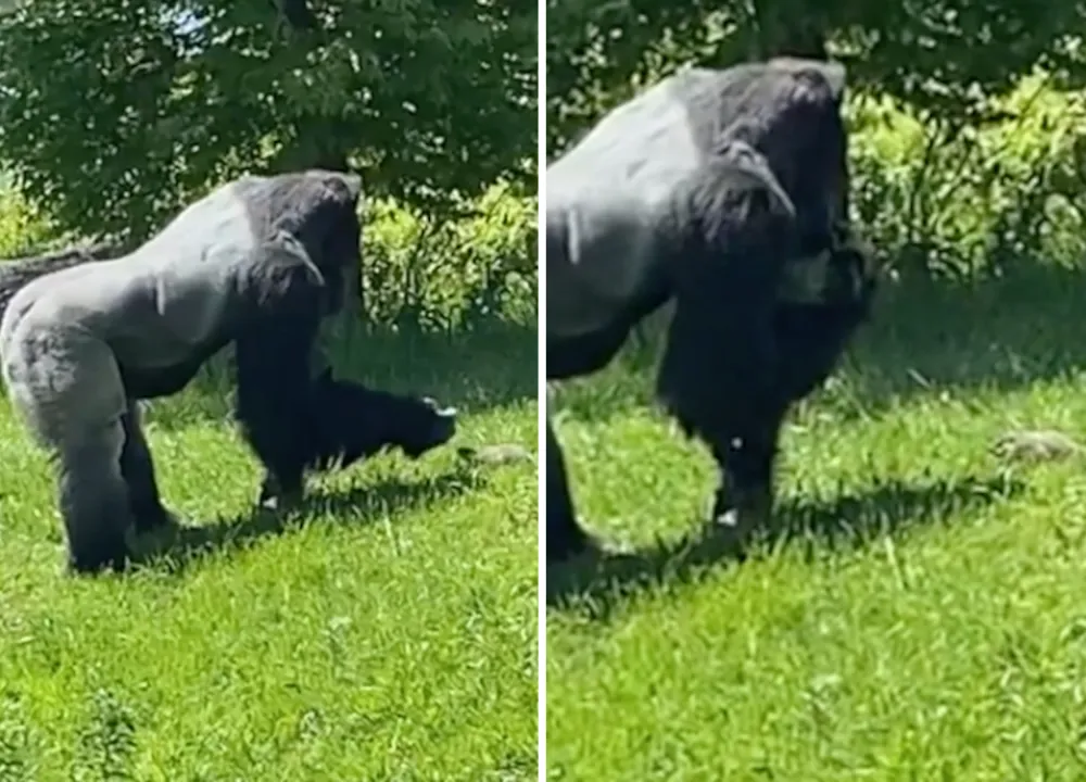 Gorilla News & Latest Pictures From Newsweek.com