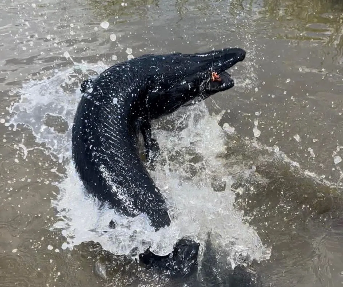 Jet Black River Beast Caught by Texas Fishermen - Newsweek