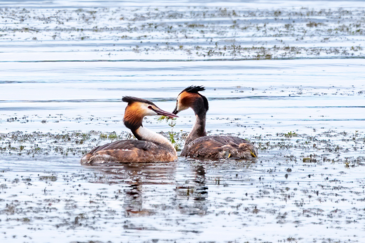 ‘I Study Animals, Here Are 4 Dating Tips I’ve Learned From Them’ - Newsweek