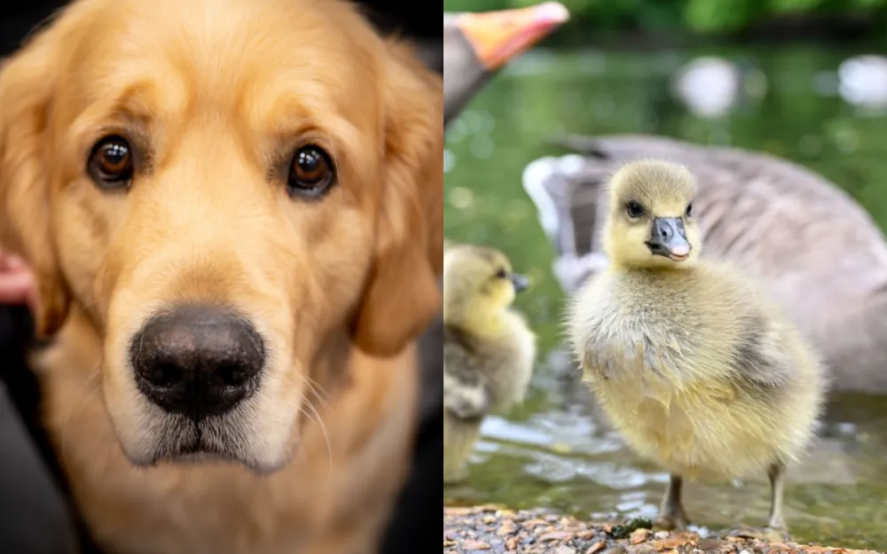 Dog Told Off for Bringing Owner Live Baby Goose in Funny Video: ‘Drop ...