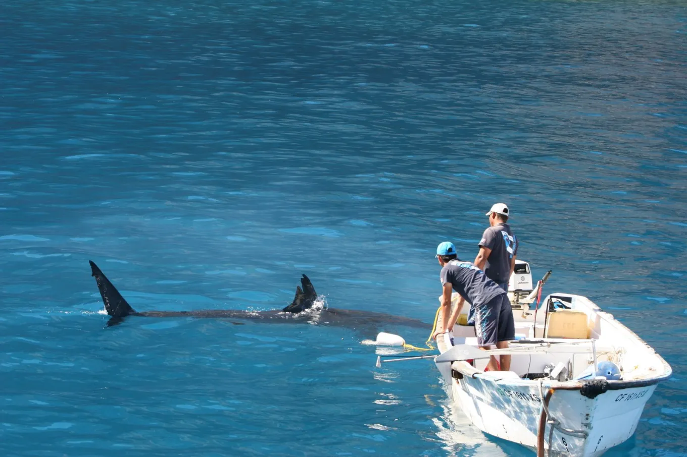 The Story of Deep Blue, the Biggest Great White Shark in the World ...