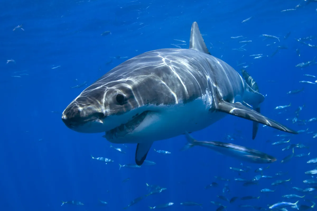 The Story of Deep Blue, the Biggest Great White Shark in the World ...