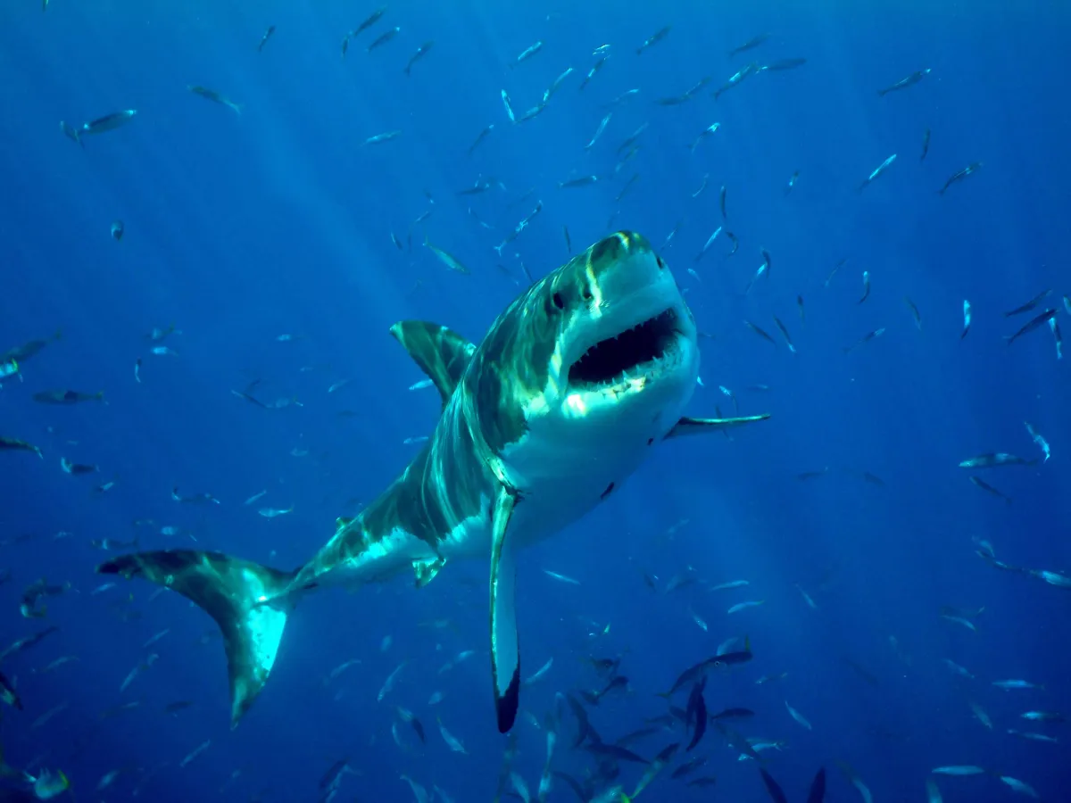 The Story of Deep Blue, the Biggest Great White Shark in the World ...