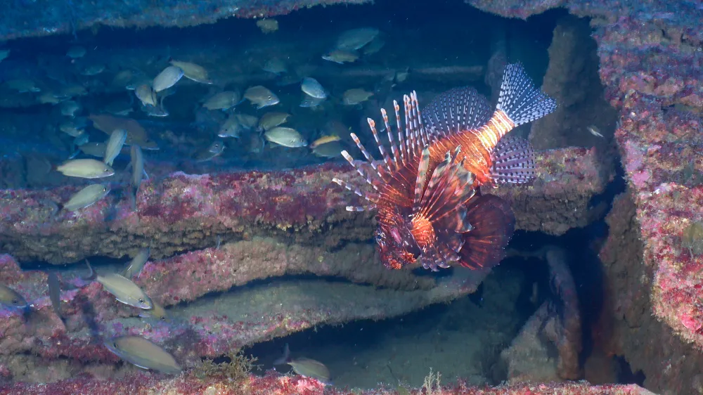 Venomous, Invasive Lionfish Swarm Around WW2 Shipwreck in Unsettling ...