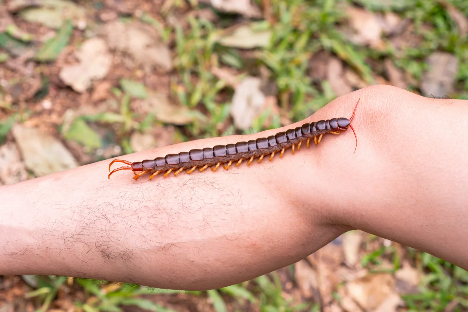 scolopendra polymorpha bite