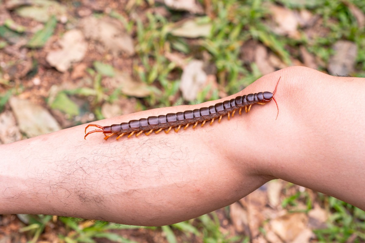 Scolopendra gigantea: The Giant Centipede With a Painful, Venomous Bite ...