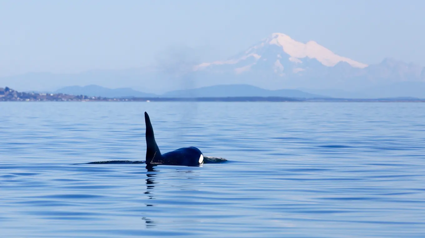 Killer Whale Cruising Cape Cod Waters Is 30ft Bull Named ‘Old Thom ...