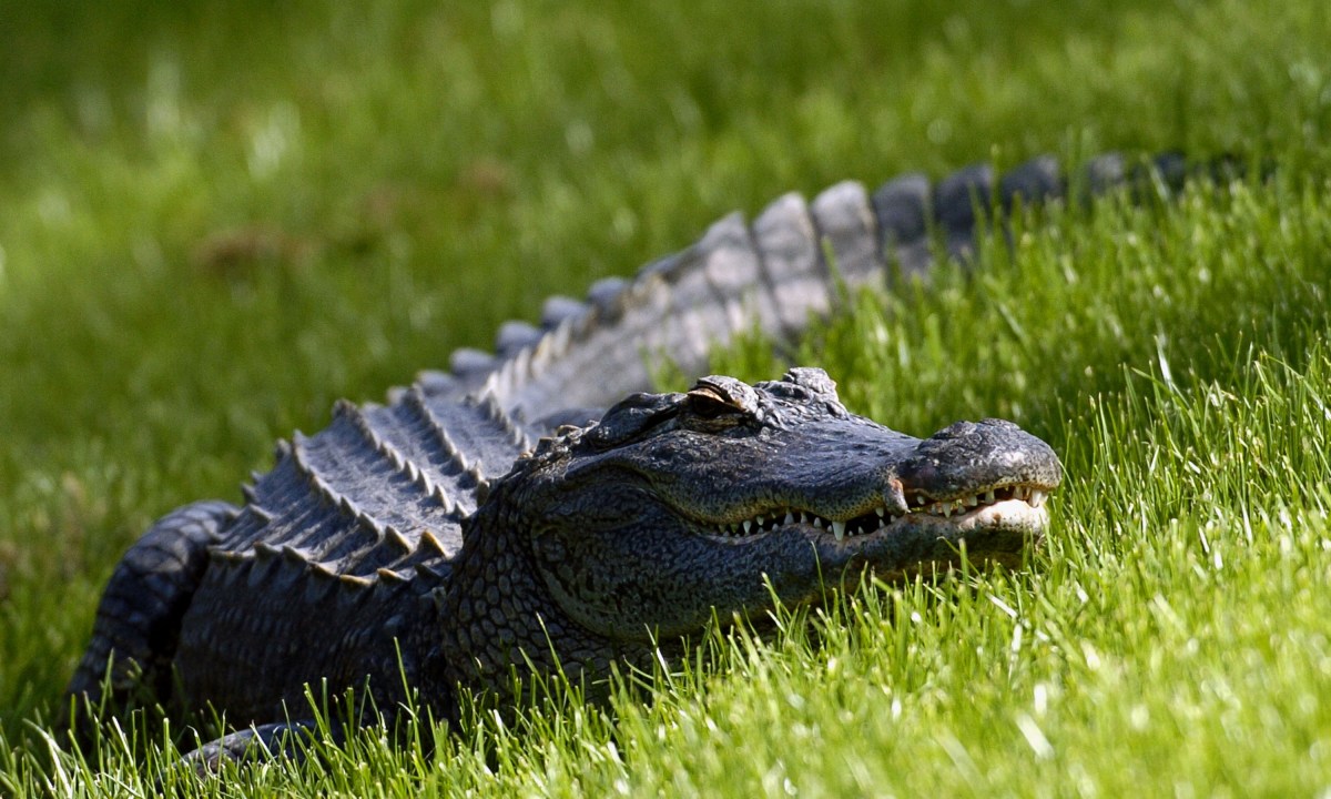 Man Killed By Gator in Frisbee Hunt Was First Deadly Attack in Years ...