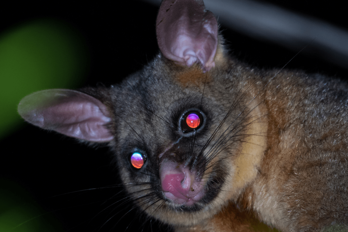 ‘Unexpectedly Terrifying’: Possum Caught in Ceiling Frightens Internet ...