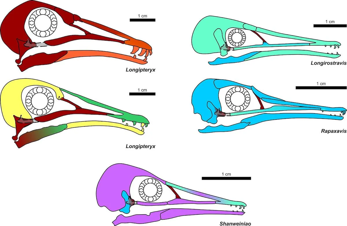 Prehistoric Birds Preferred Bugs to Fish, Study Says - Newsweek