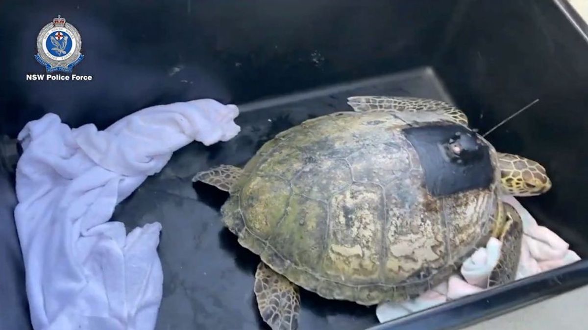 Turtle Freedom: Zoo Sends Marine Life Back Into Wild - Newsweek