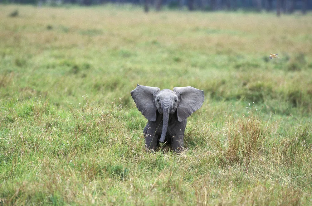 Baby Elephant Tries to ‘Intimidate’ Camera Operator in Adorable Video ...