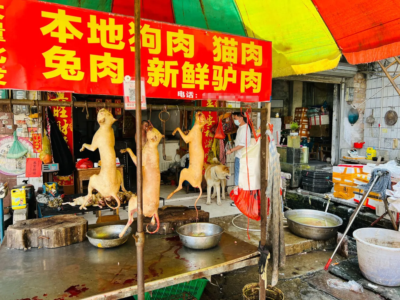 Yulin Dog Meat Festival Set To See Thousands Slaughtered Over 10 Days ...