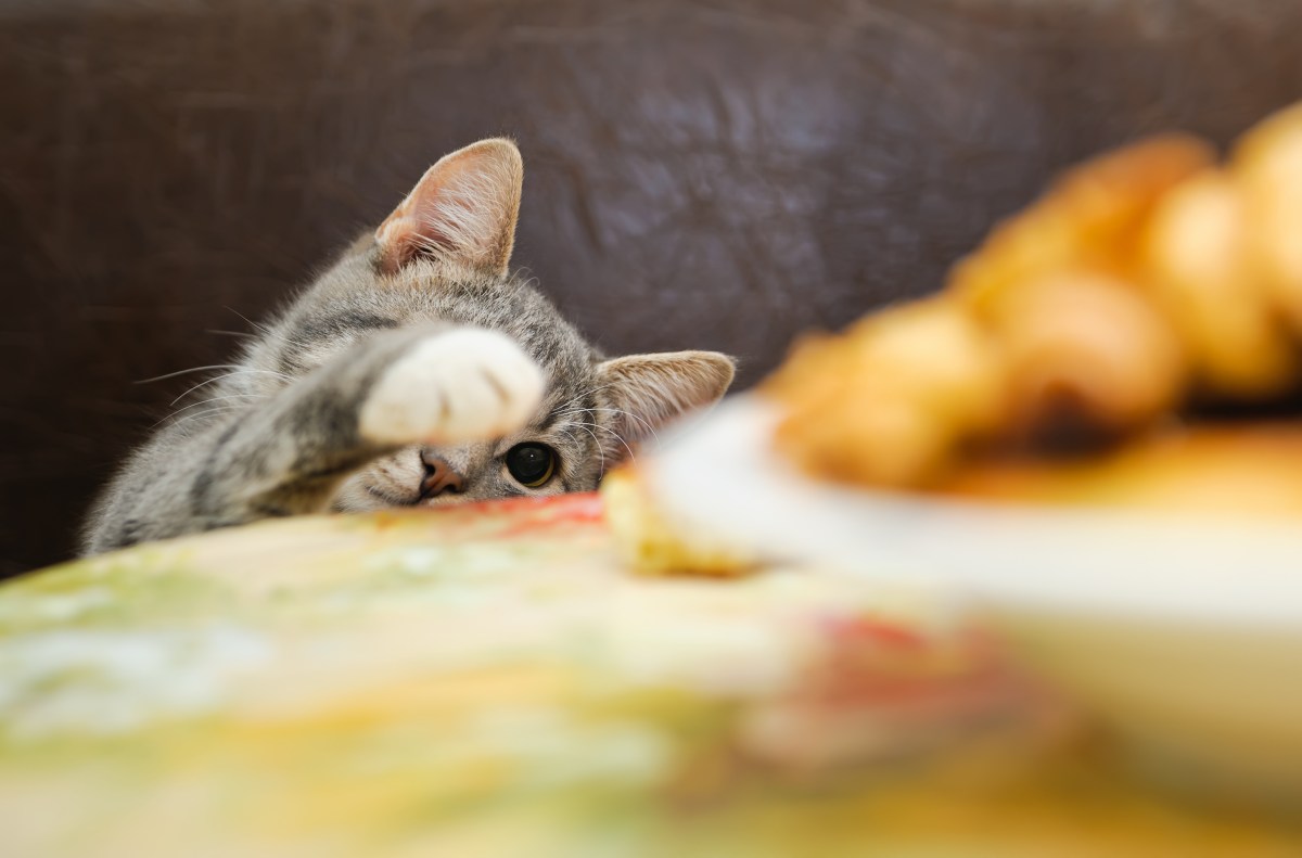 Cat Steals Muffin and Internet’s Heart in Hilarious Video: ‘Rookie ...