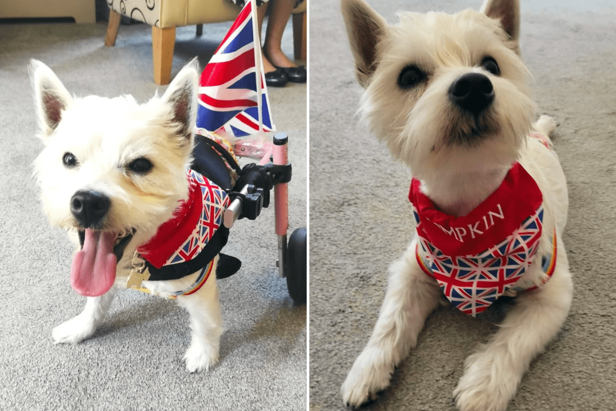 Puppy Paralyzed After Spine Broken Becomes Inspirational Therapy Dog ...