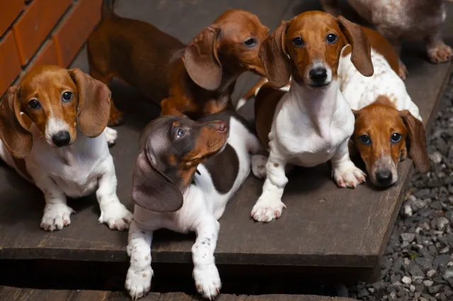 ‘Absolute Chaos’ As Eight Lively Dachshunds Enjoy Starbucks ‘Pup Cups ...