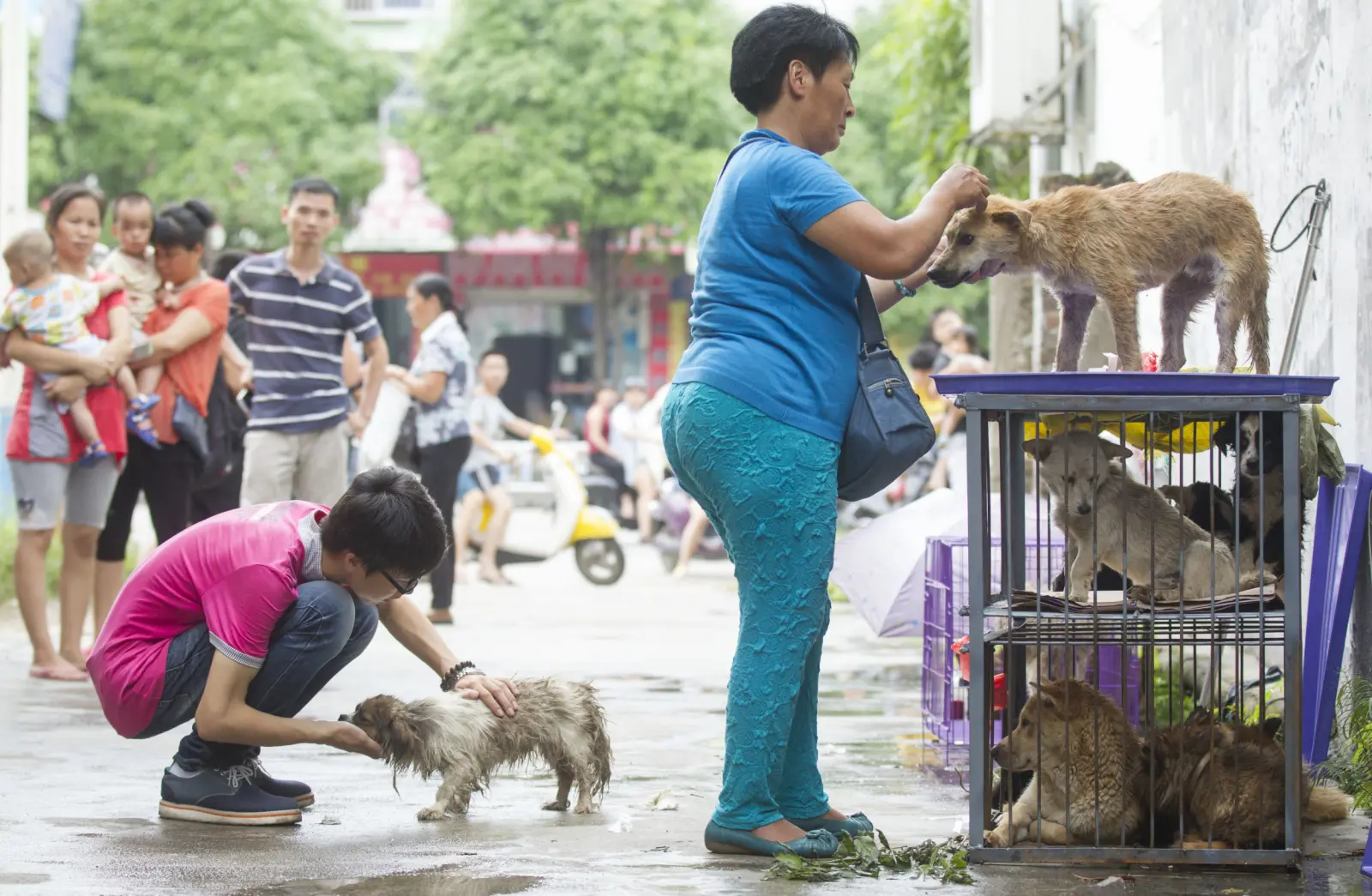 Pictures From Yulin Dog Meat Festival Show Heartbreaking ... - Newsweek