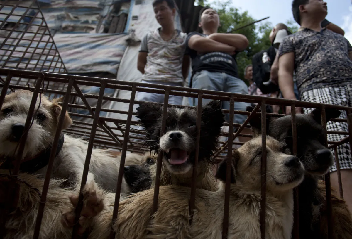 Pictures From Yulin Dog Meat Festival Show Heartbreaking Cruelty of ...