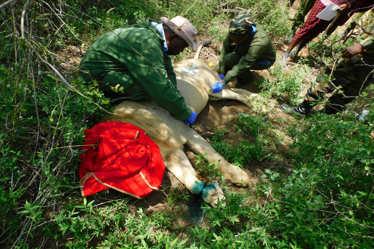 Lion Found Trapped in Wire Snare That Was Cutting Off His Paw - Newsweek