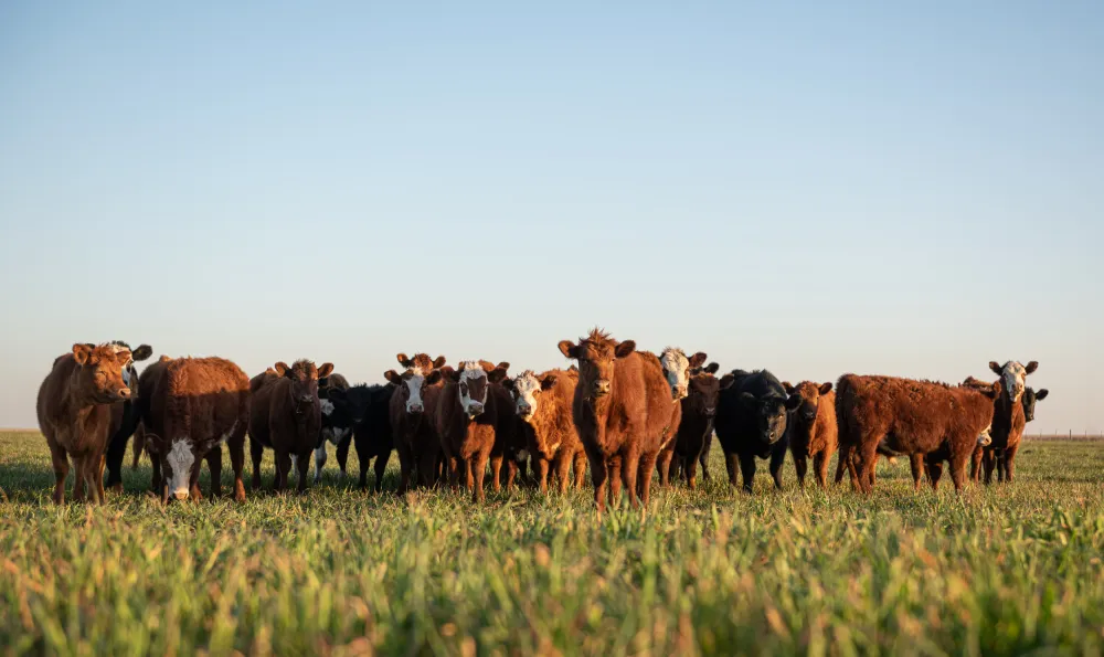Shocking Footage of Thousands of Dead Cows Emerges During Kansas Heat ...