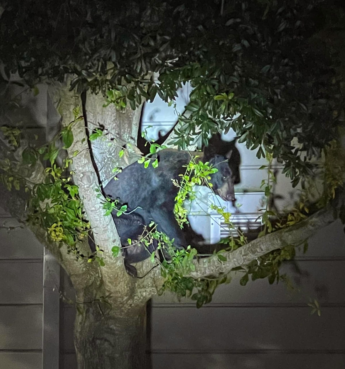 Bear Hides Up Tree After Raid on Florida Sheriff’s Office - Newsweek