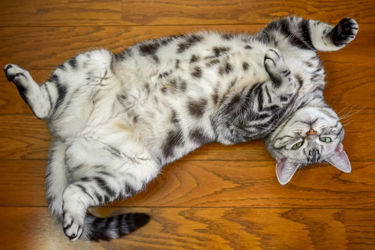 Belly Flop: Groomer Explains Theories Around ‘Mystery’ Pouch on Cats ...