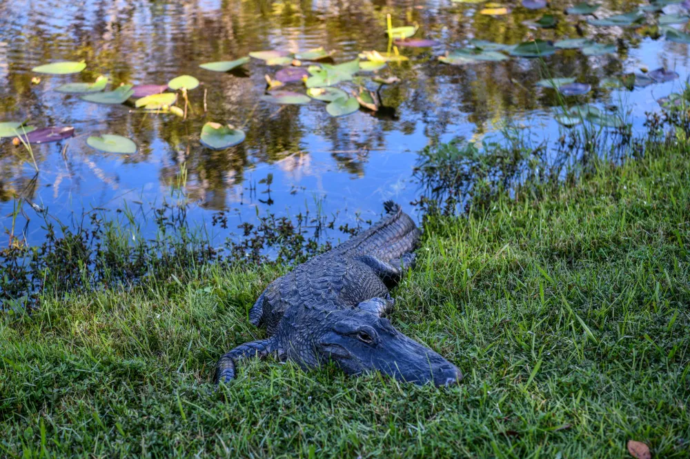 alligator attack News & Latest Pictures From Newsweek.com