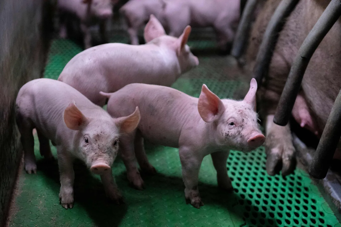 Deaths of 1,000 Pigs Leads to Woman’s Arrest - Newsweek