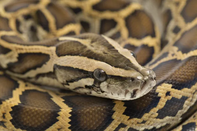 Burmese Python Hunt in Florida Will See Hundreds of Invasive Snakes ...