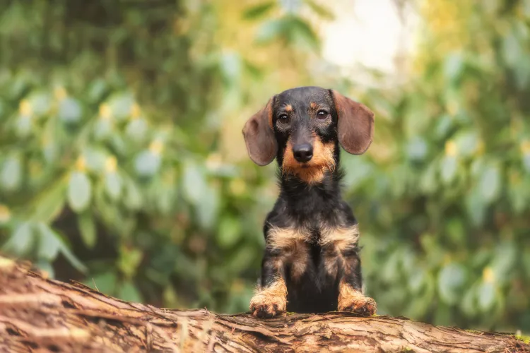 ‘Naughty Sausage’: Dachshund With Paws Covered in Paint Delights ...