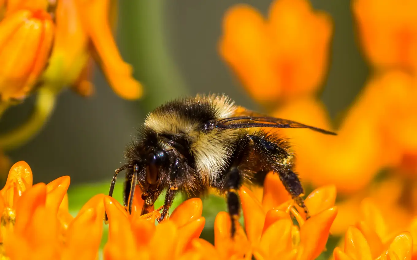 What Would Happen if All the Bees Died? - Newsweek