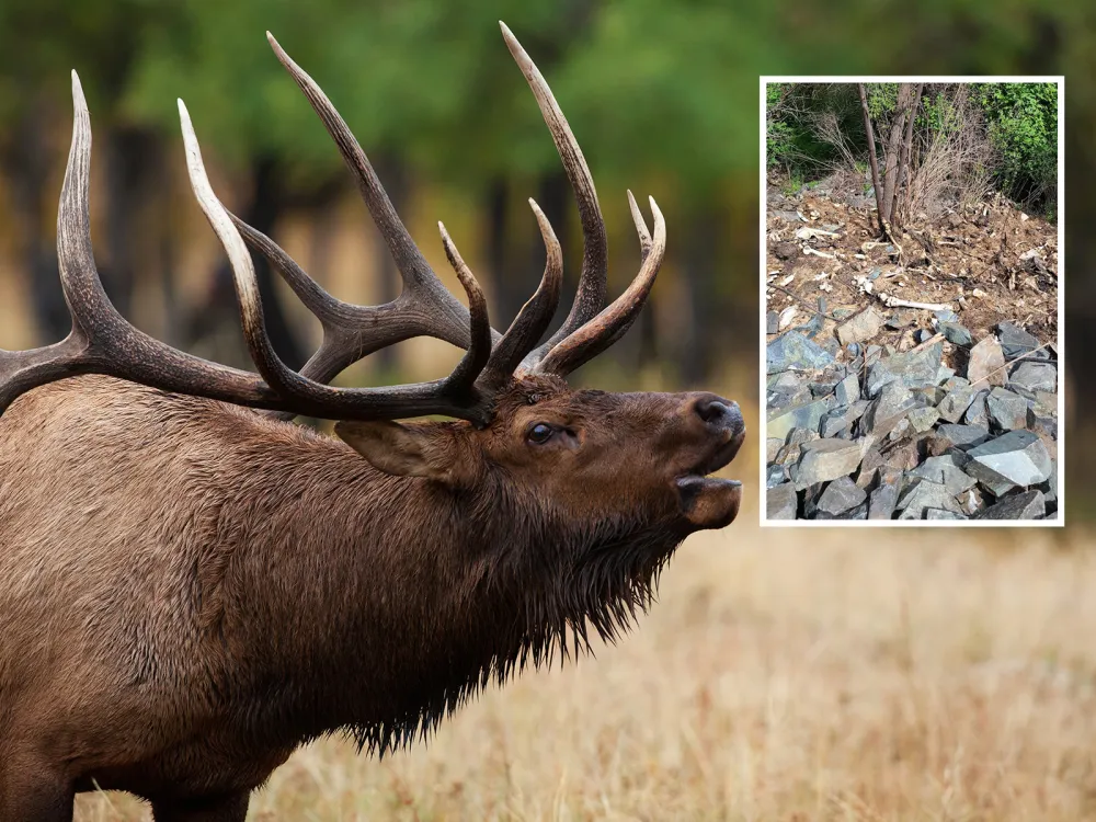 Elk Boneyard Found in Idaho Contains Skulls and Broken Antlers - Newsweek