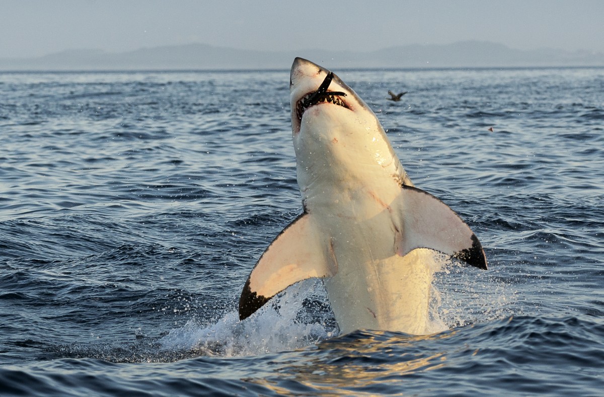 Ironbound the Great White Shark Tracked off Nova Scotia Shore - Newsweek