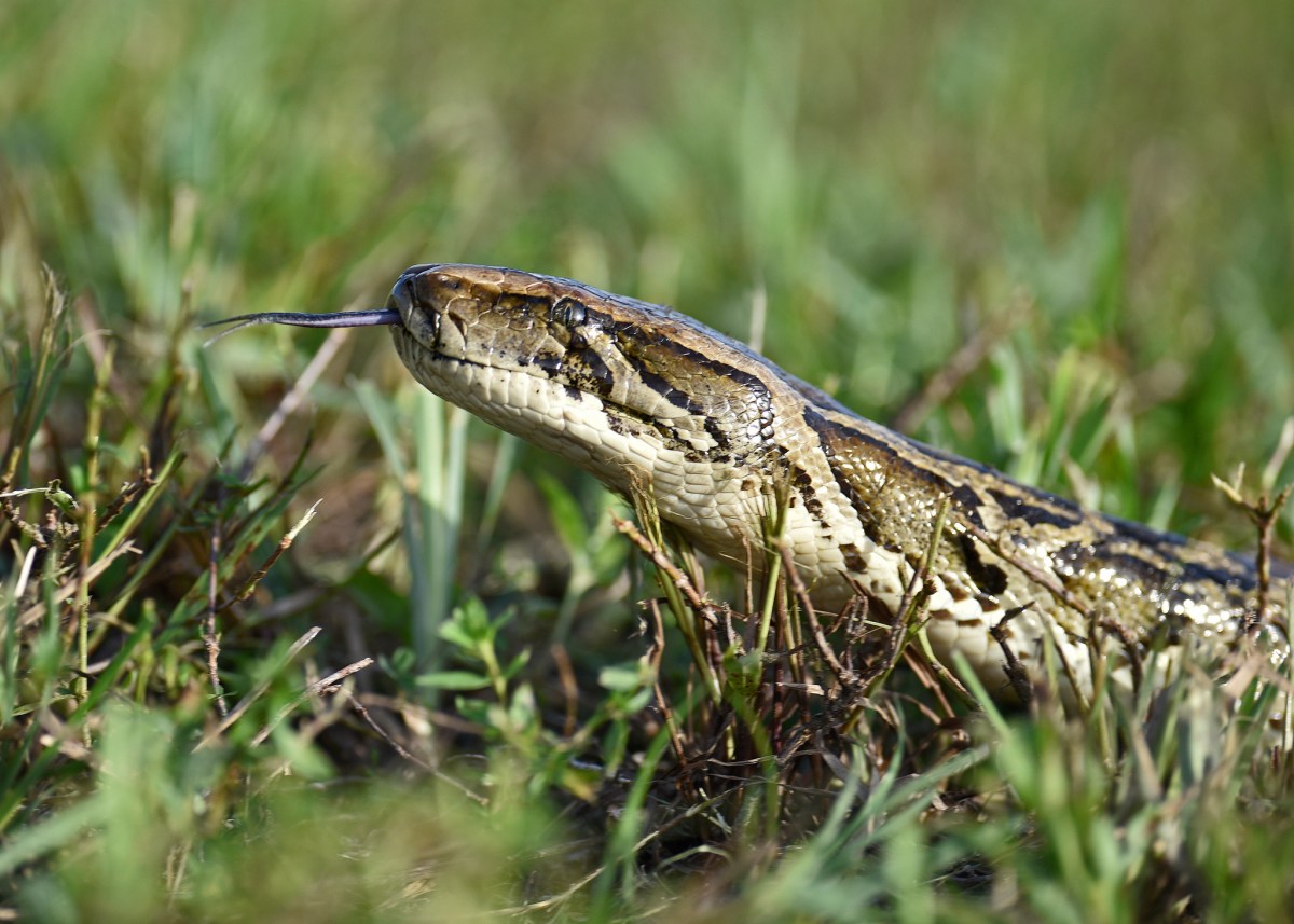 Burmese Python Hunt in Florida Will See Hundreds of Invasive Snakes ...