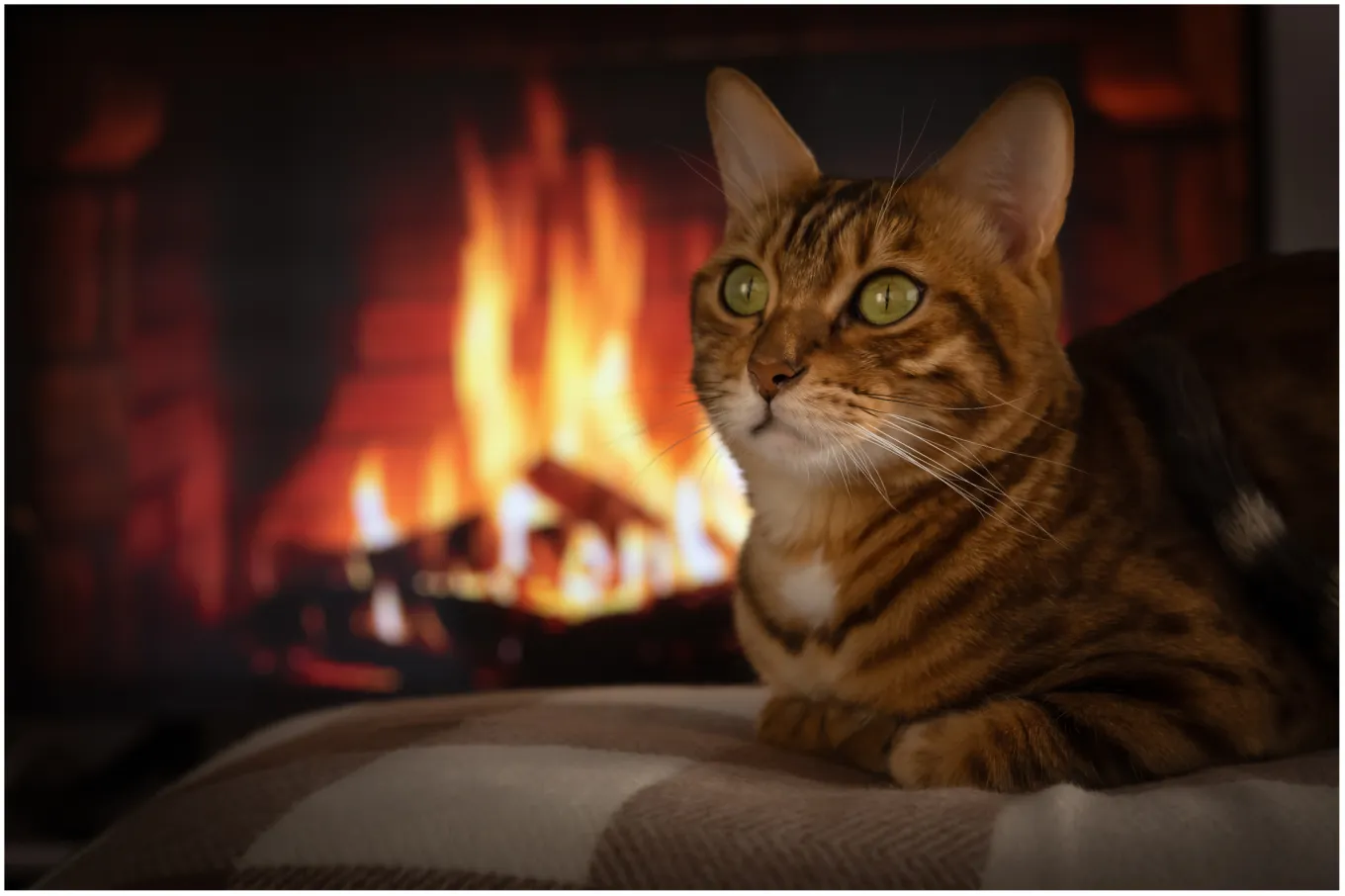 ‘Perfectly Captured’ Pic Turning Cat Into Fire-Breathing Pet Stuns ...