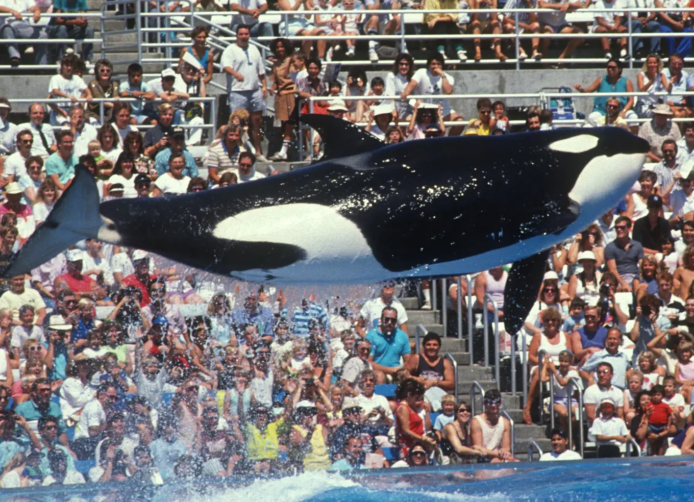 Why Don’t Orca Ever Attack Humans in the Wild? - Newsweek