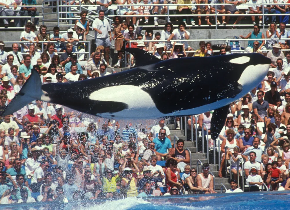 Why Don’t Orca Ever Attack Humans in the Wild? - Newsweek