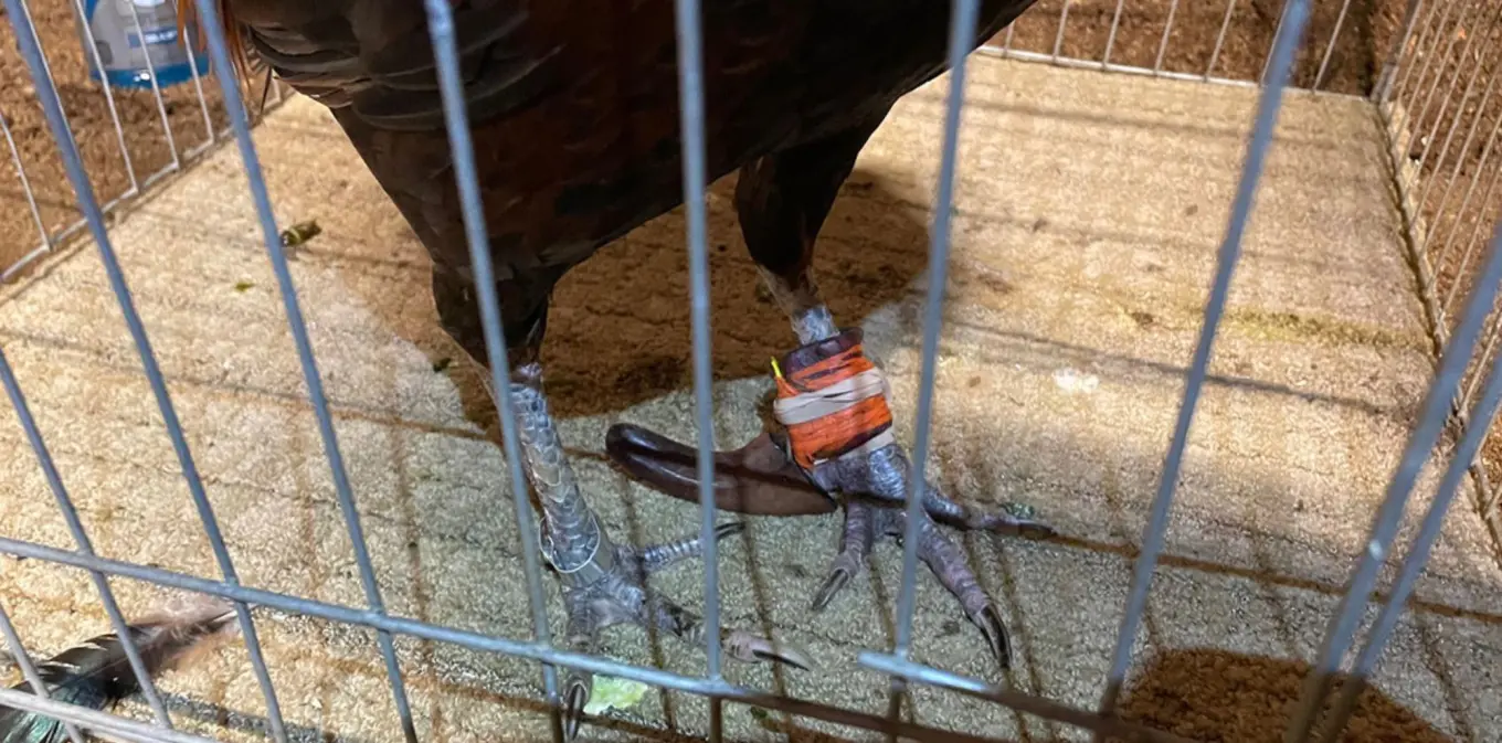 Over 140 Roosters Killed After Being Saved From Illegal C... - Newsweek