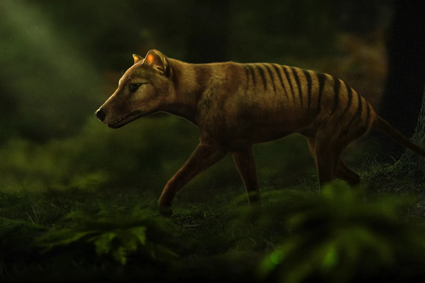 Was Extinct Tasmanian Tiger Seen on New Video? Experts Weigh In - Newsweek