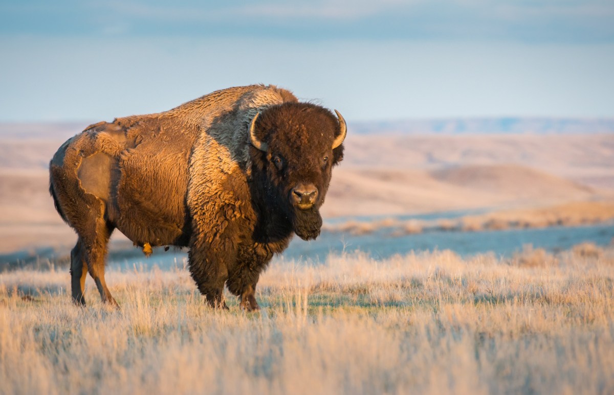 Teenager Gored by Huge Bison in South Dakota State Park - Newsweek