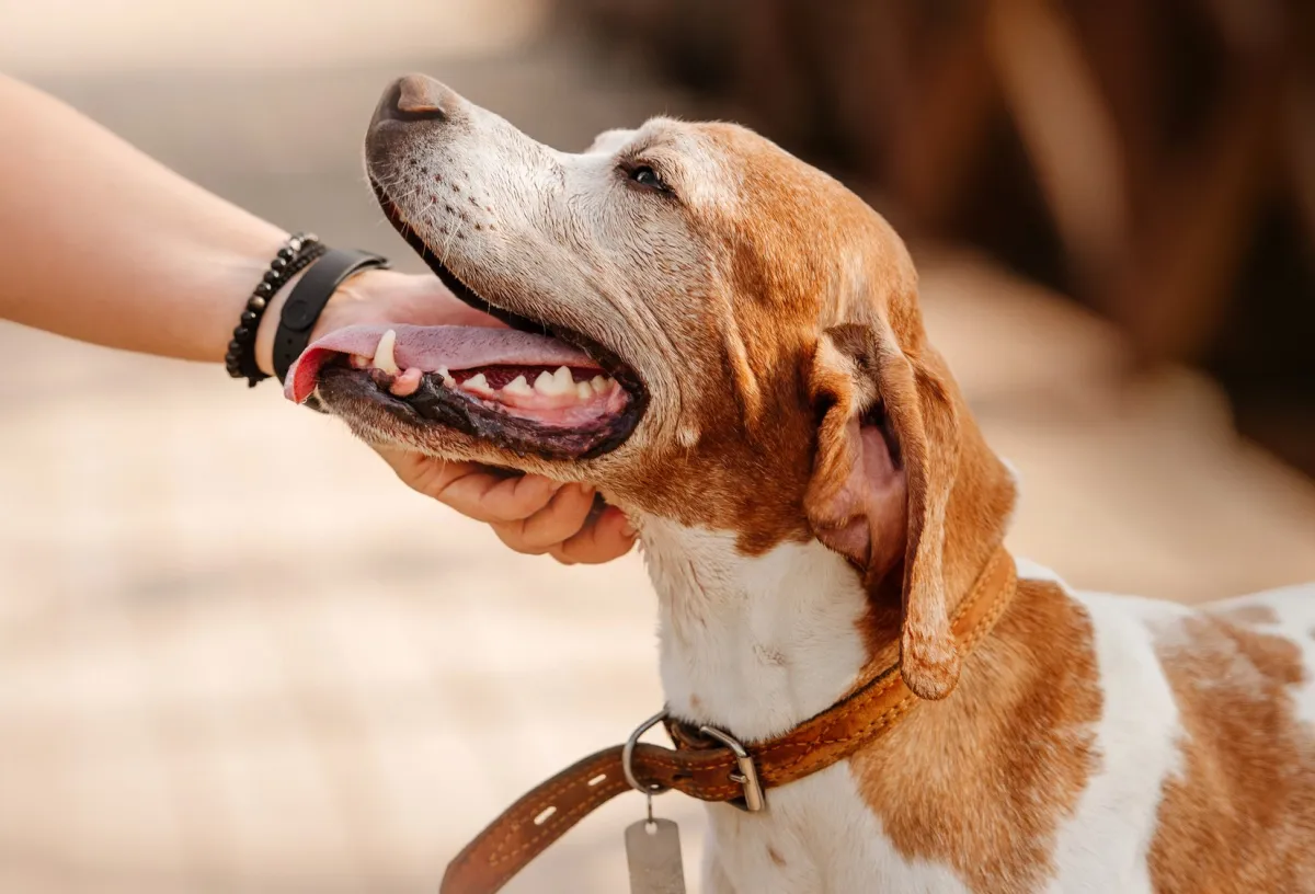 What Is the Risk to Pets From Monkeypox? - Newsweek